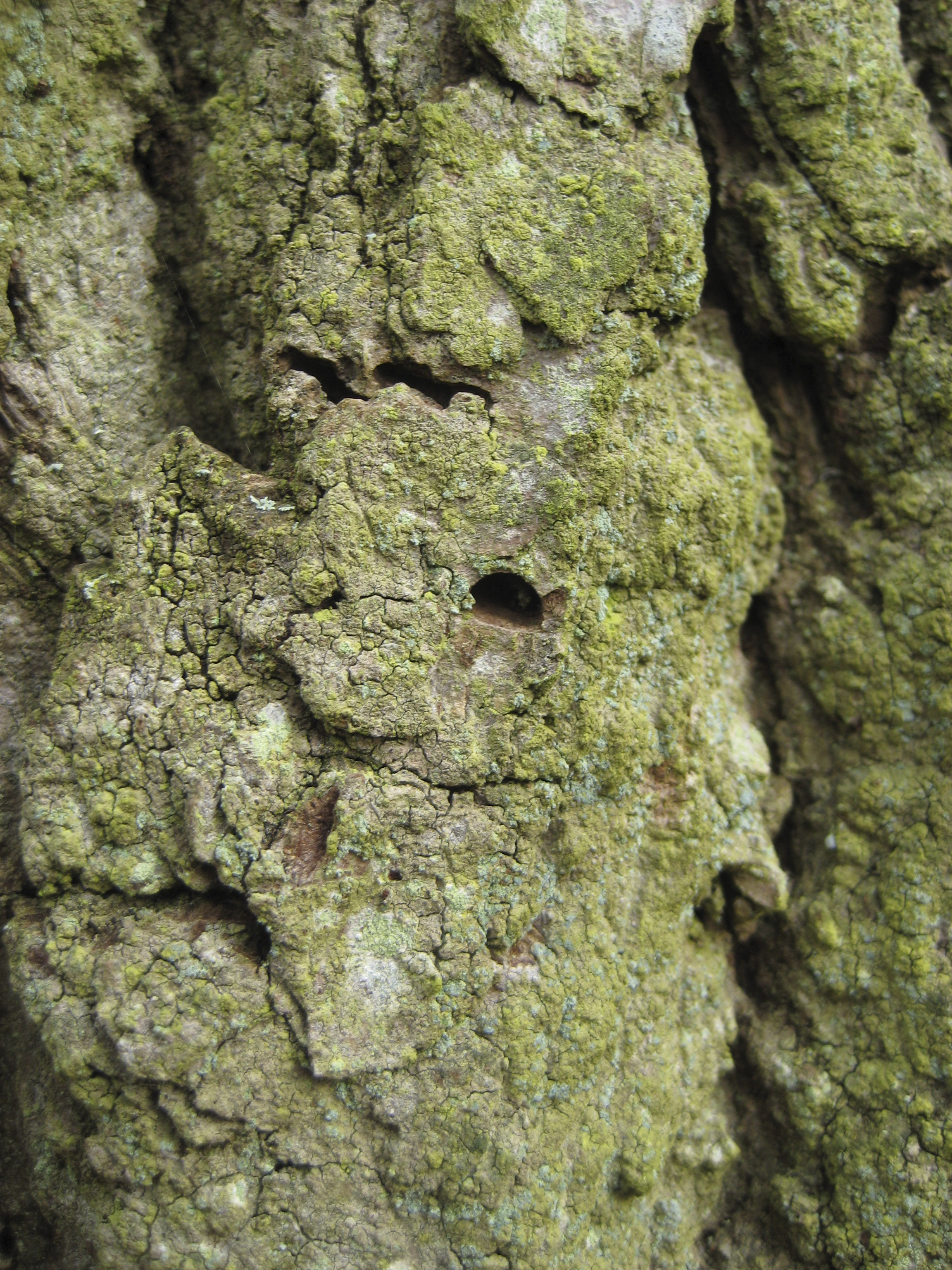 Acute oak decline - Observatree