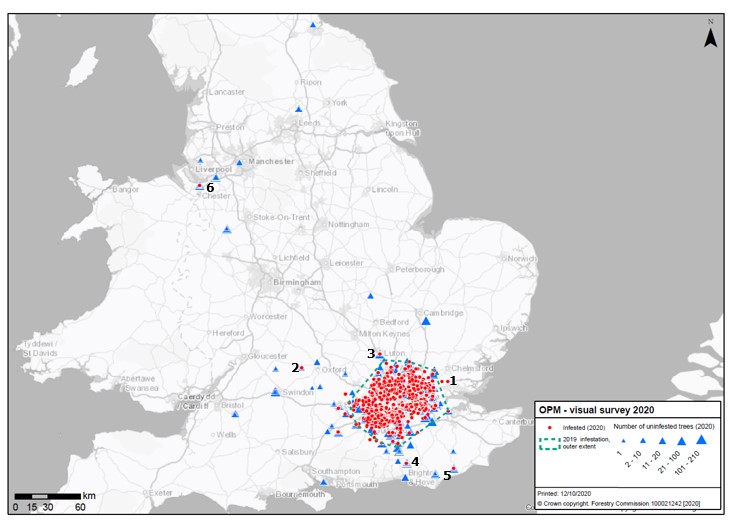 Oak Processionary Moth Update - Observatree