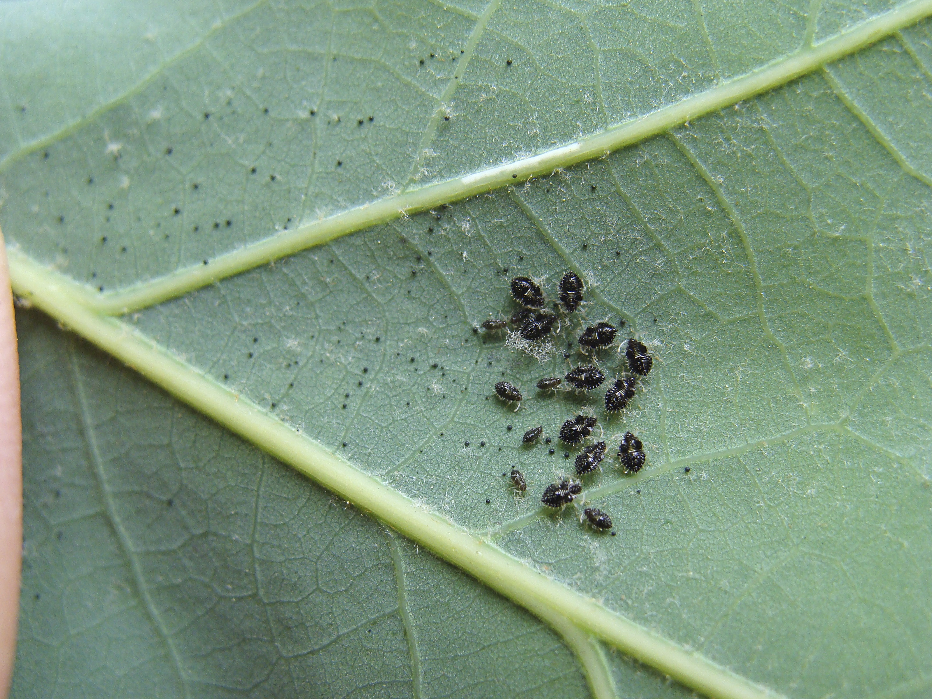 Oak lace bug - Observatree
