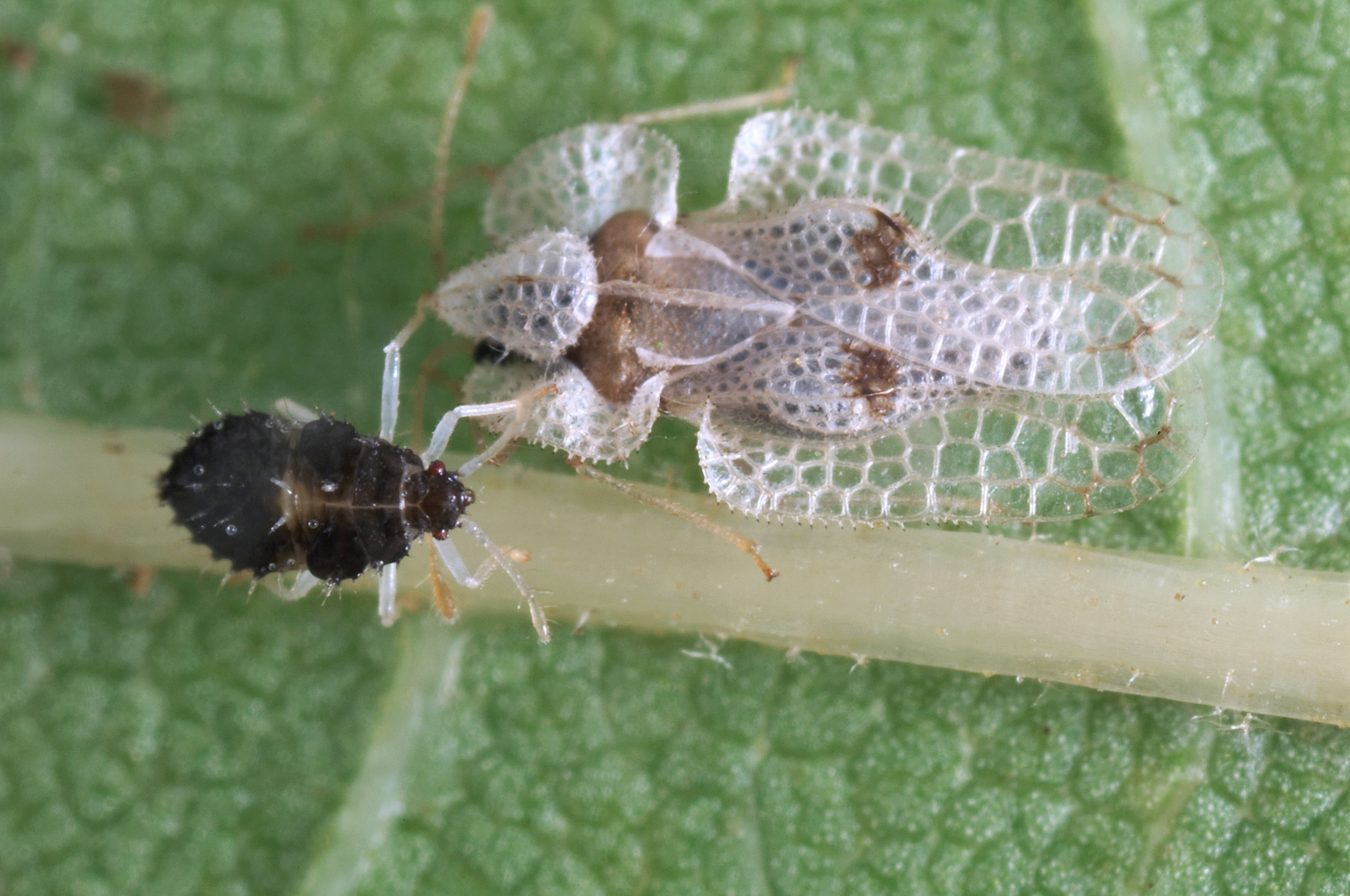 Plane lace bug - Observatree