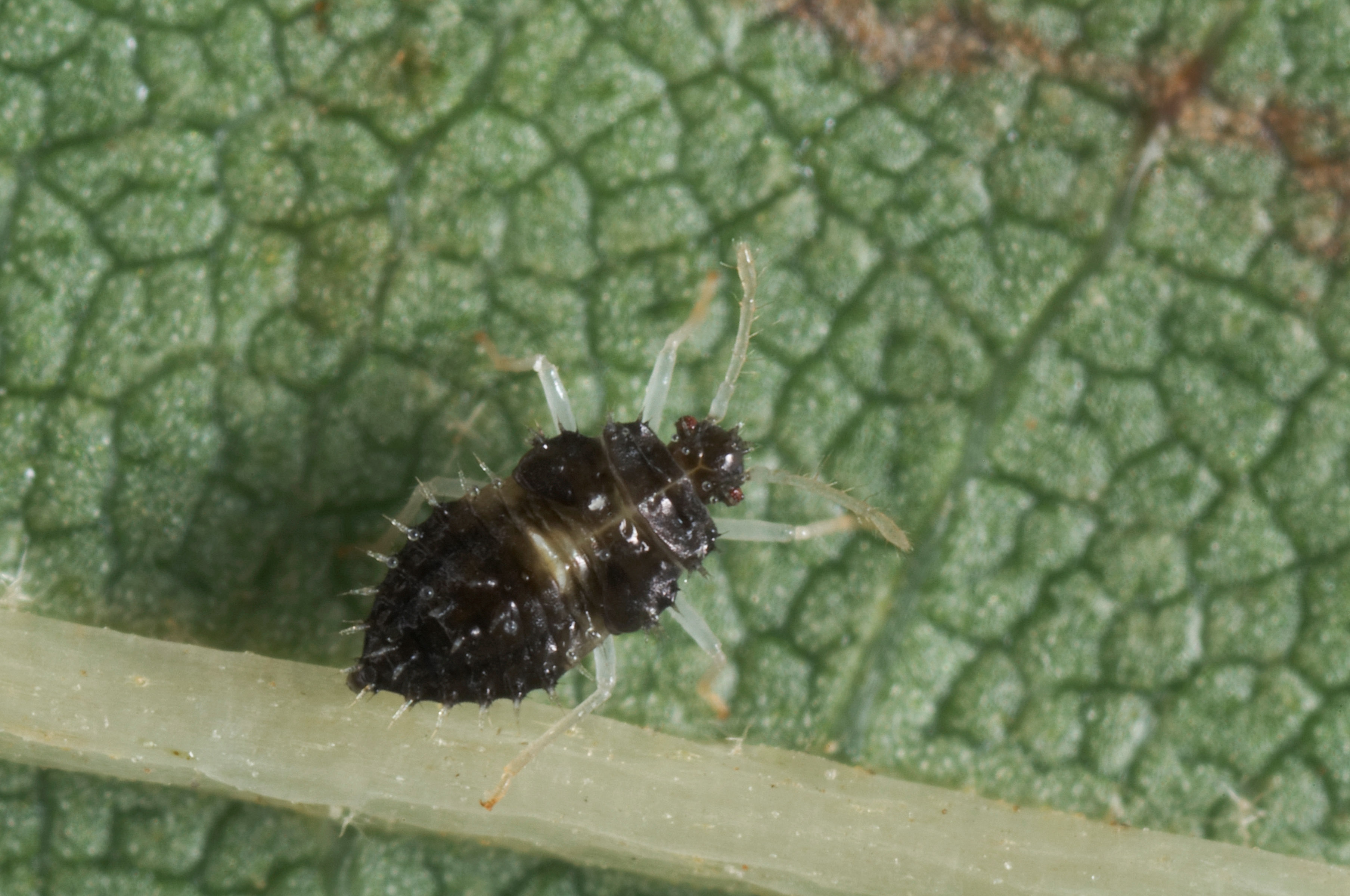 Plane lace bug - Observatree