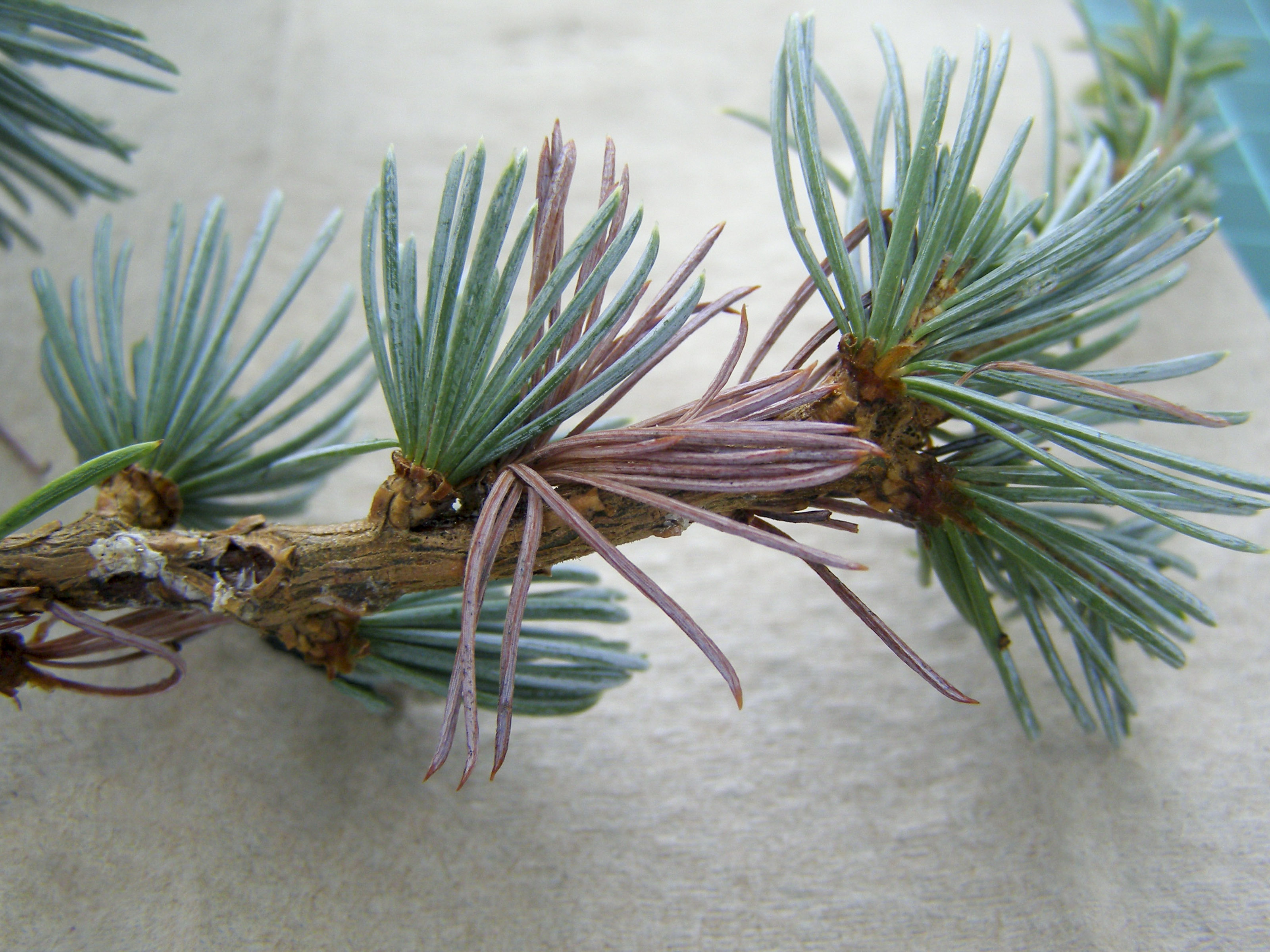 Sirococcus tsugae - Observatree