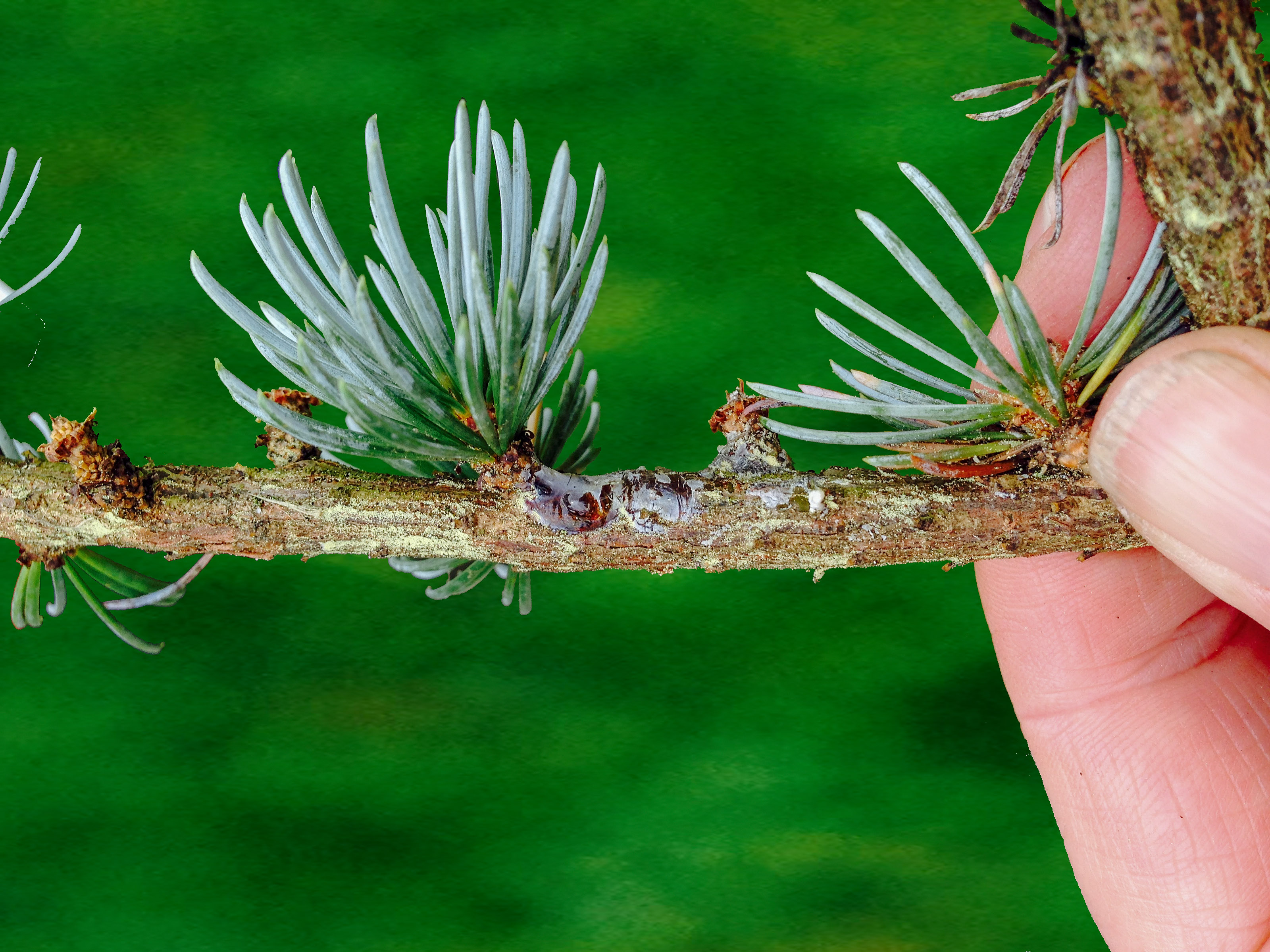 Sirococcus tsugae - Observatree