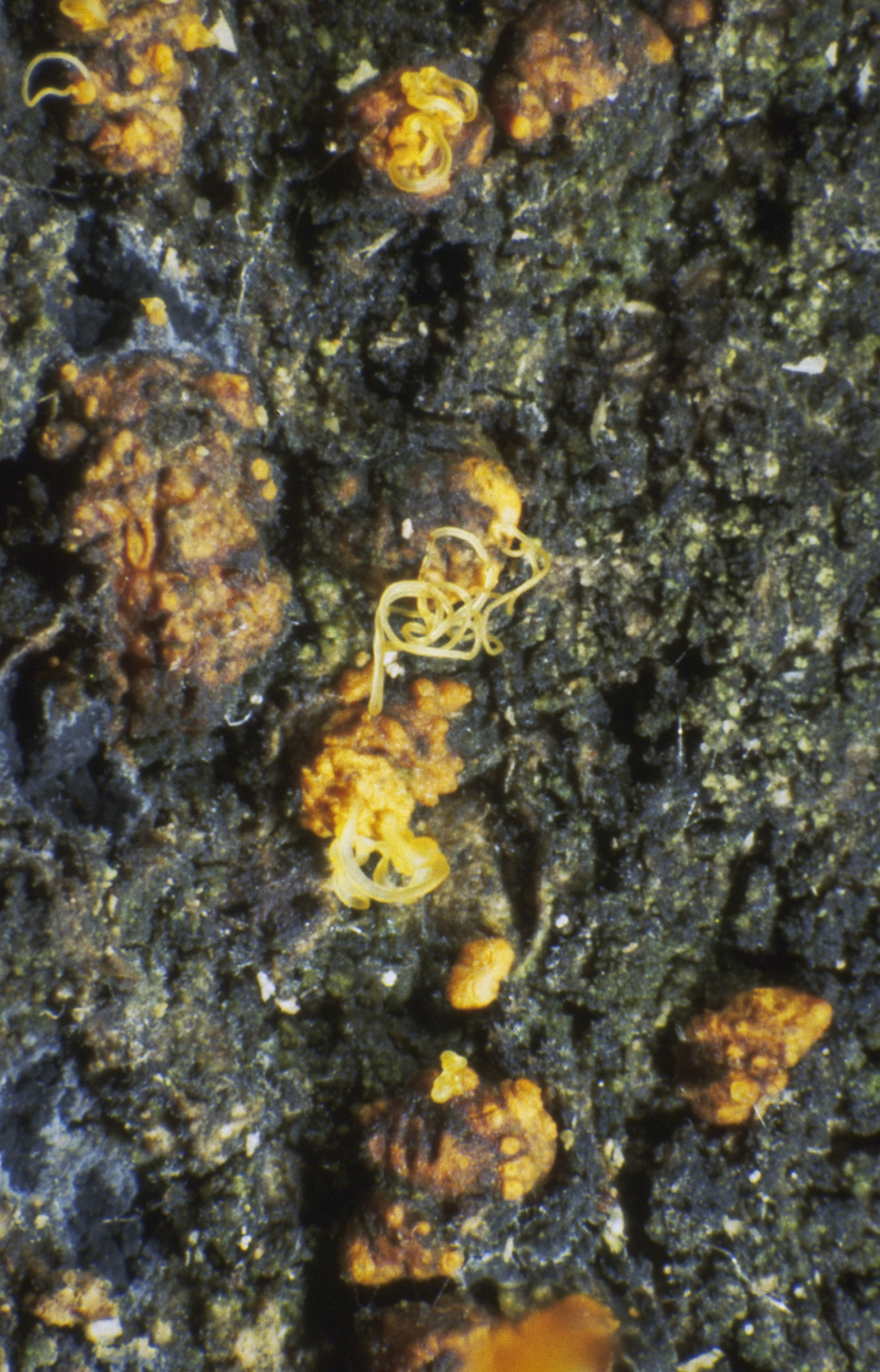 Sweet chestnut blight - Observatree