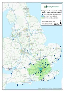 Oak Processionary Moth Update - Observatree