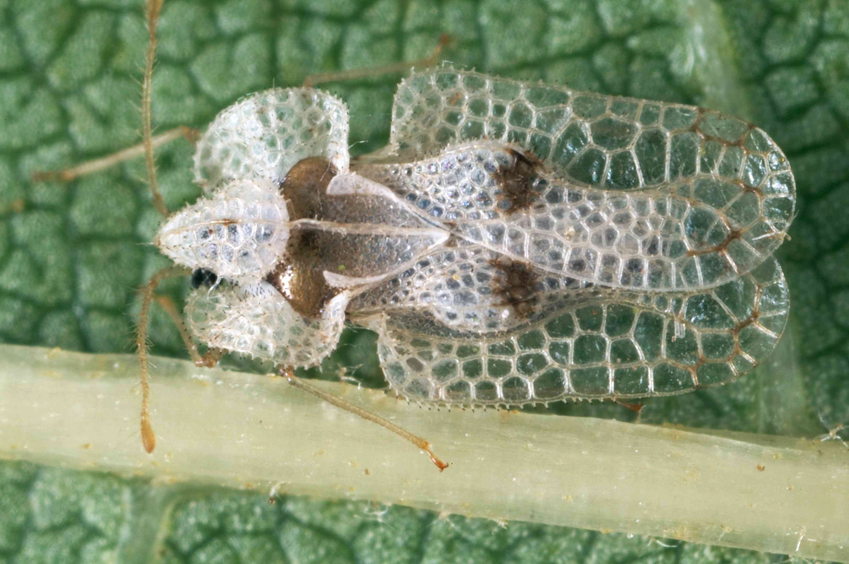 Plane lace bug - Observatree
