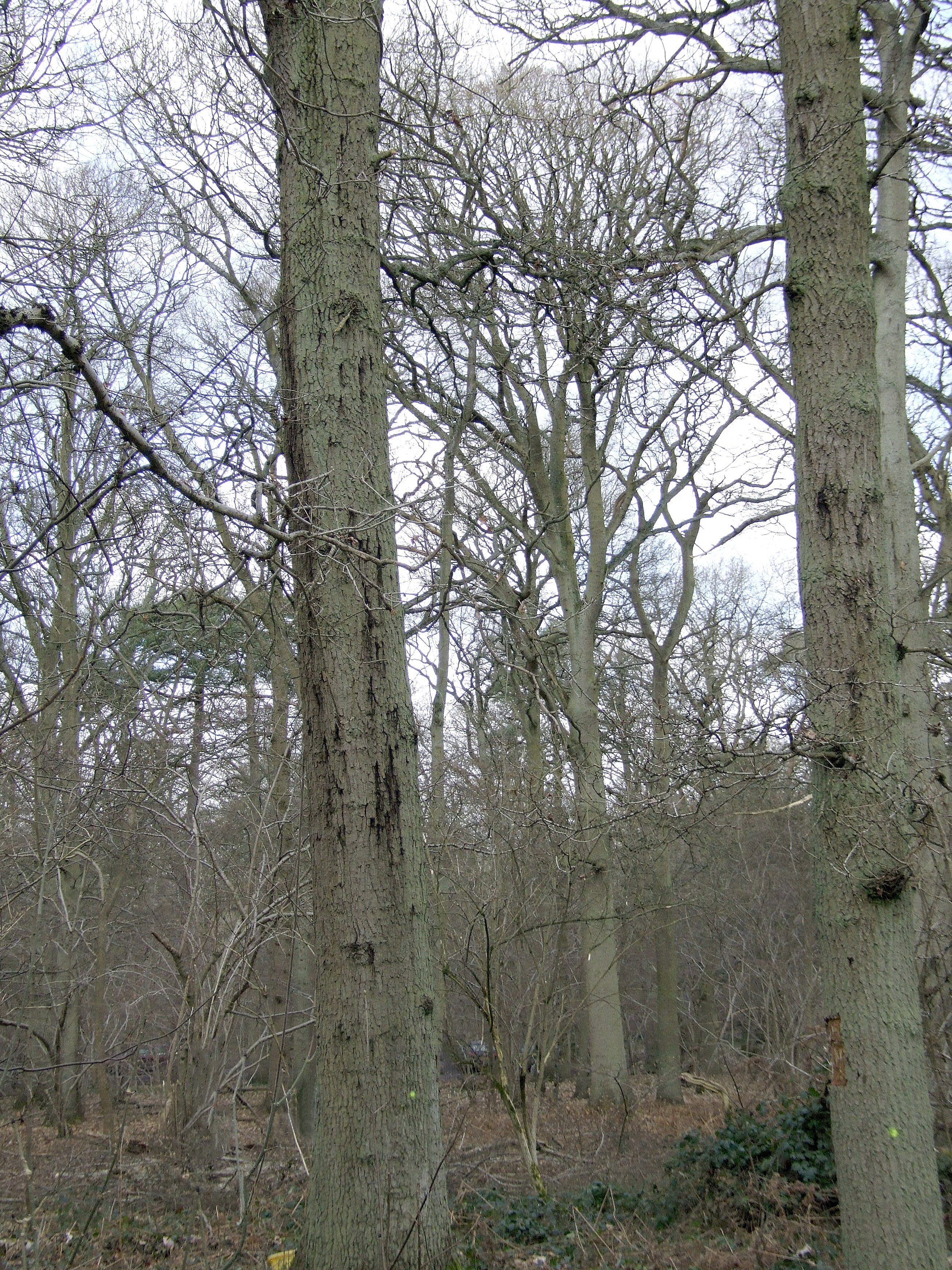 Acute oak decline - Observatree
