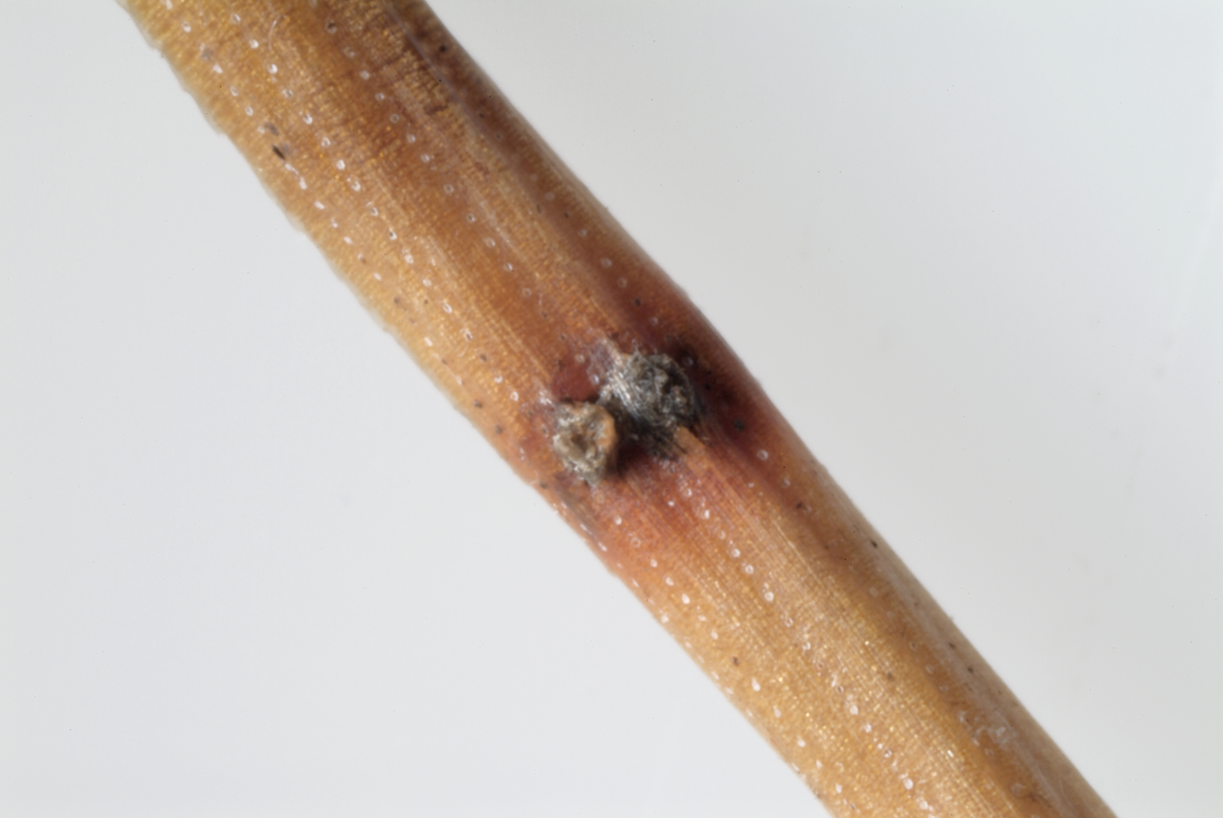 Dothistroma needle blight - Observatree