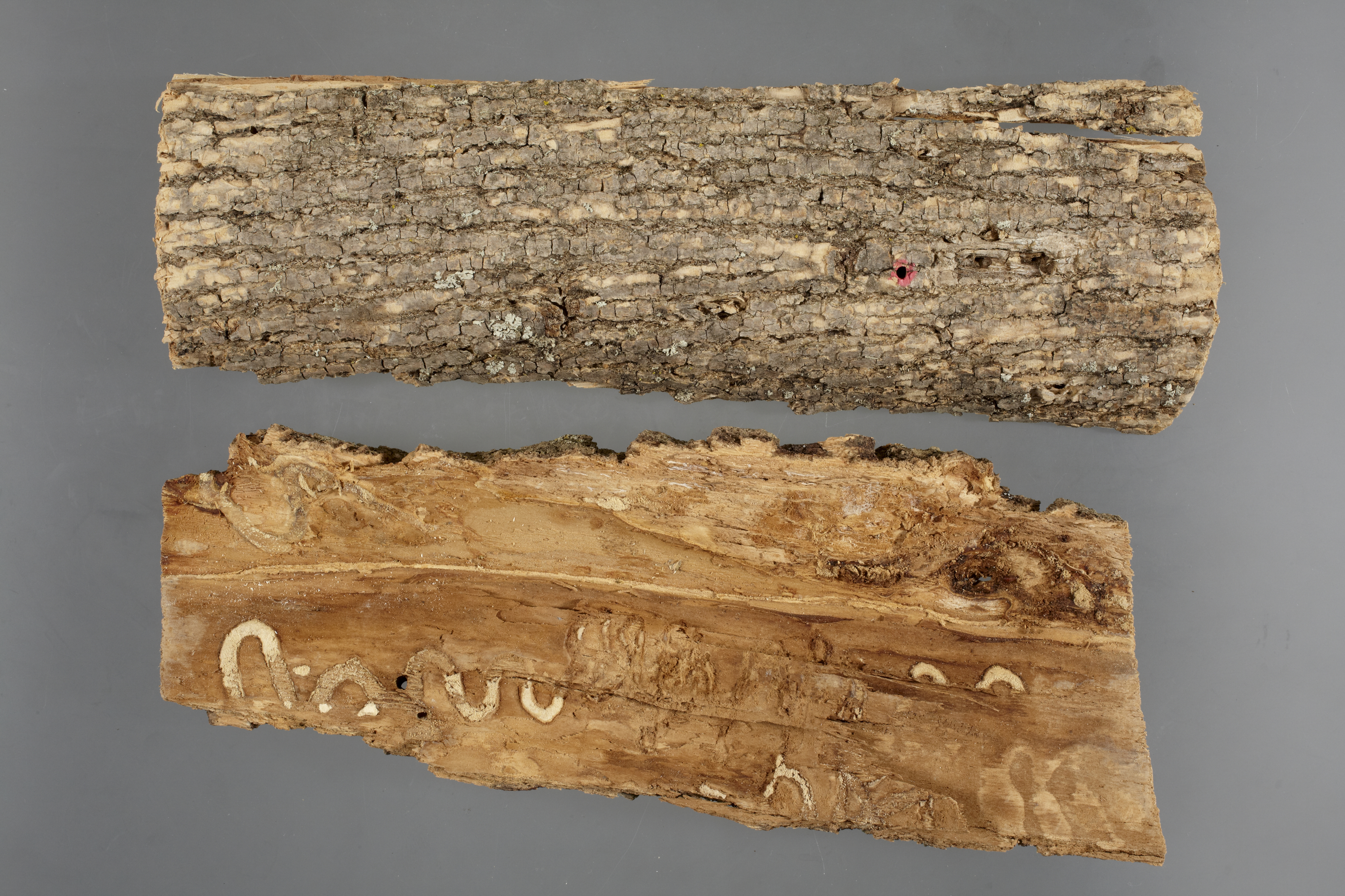 Emerald Ash Borer - Observatree