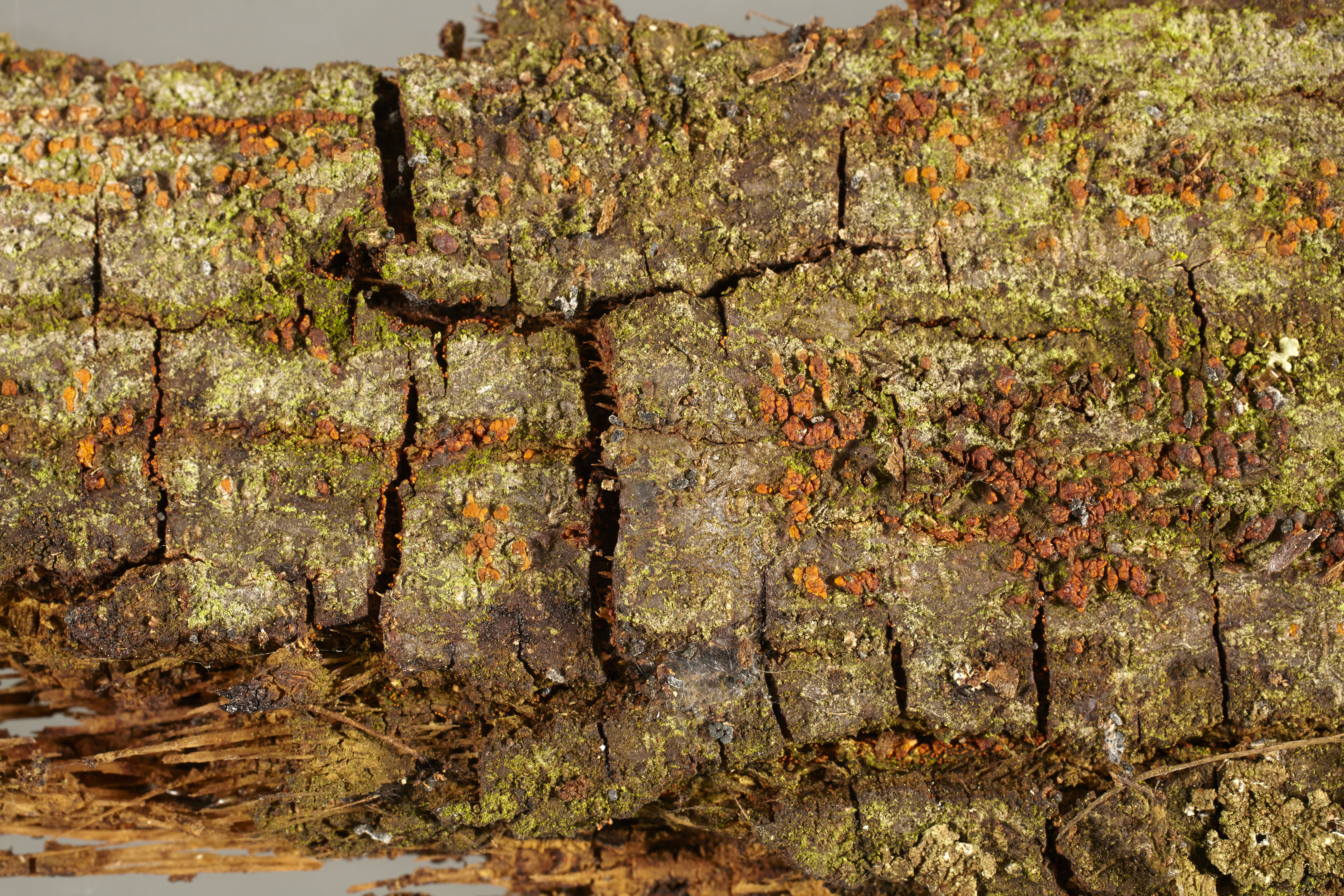 Sweet chestnut blight - Observatree