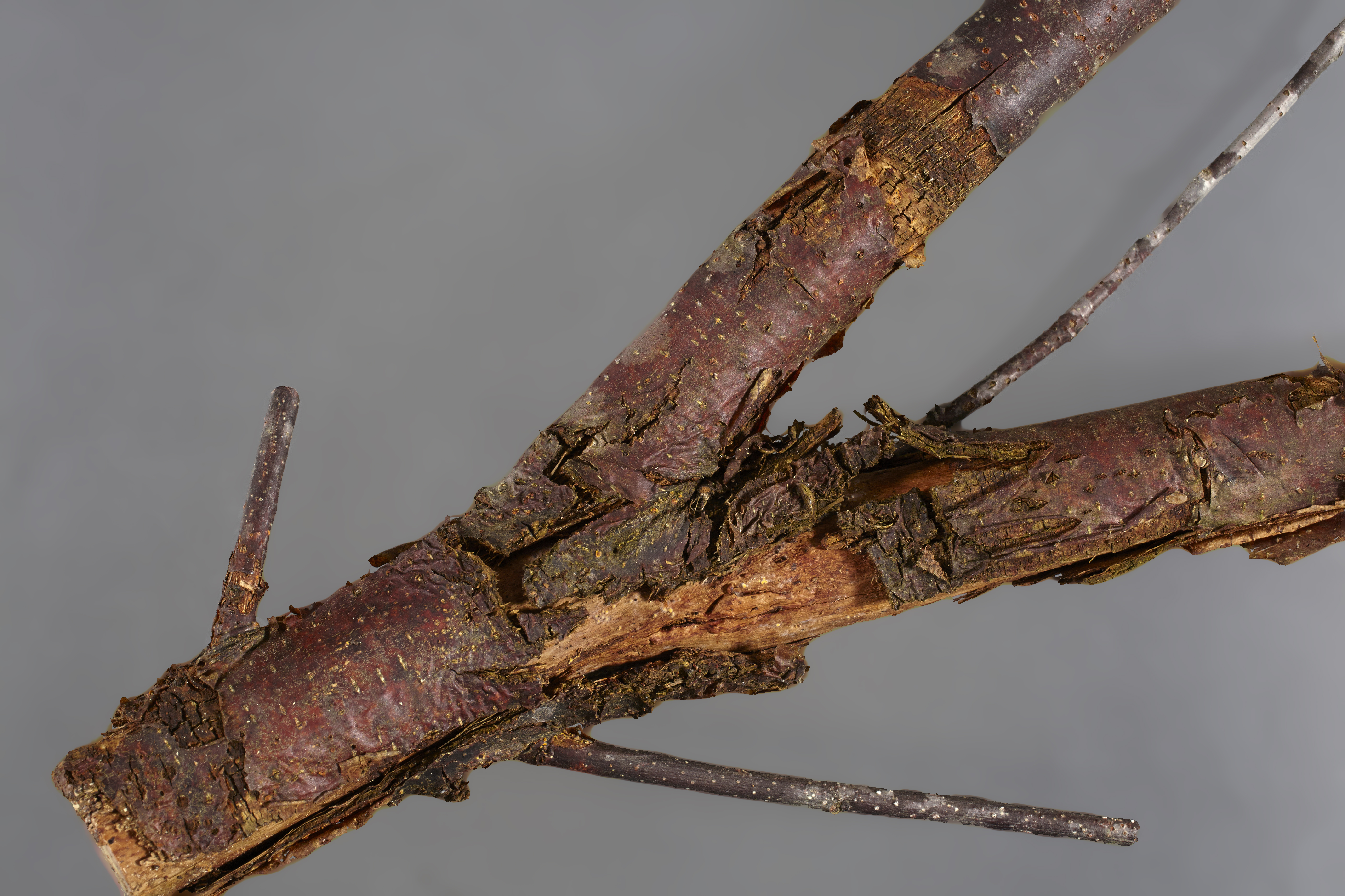 Sweet chestnut blight - Observatree