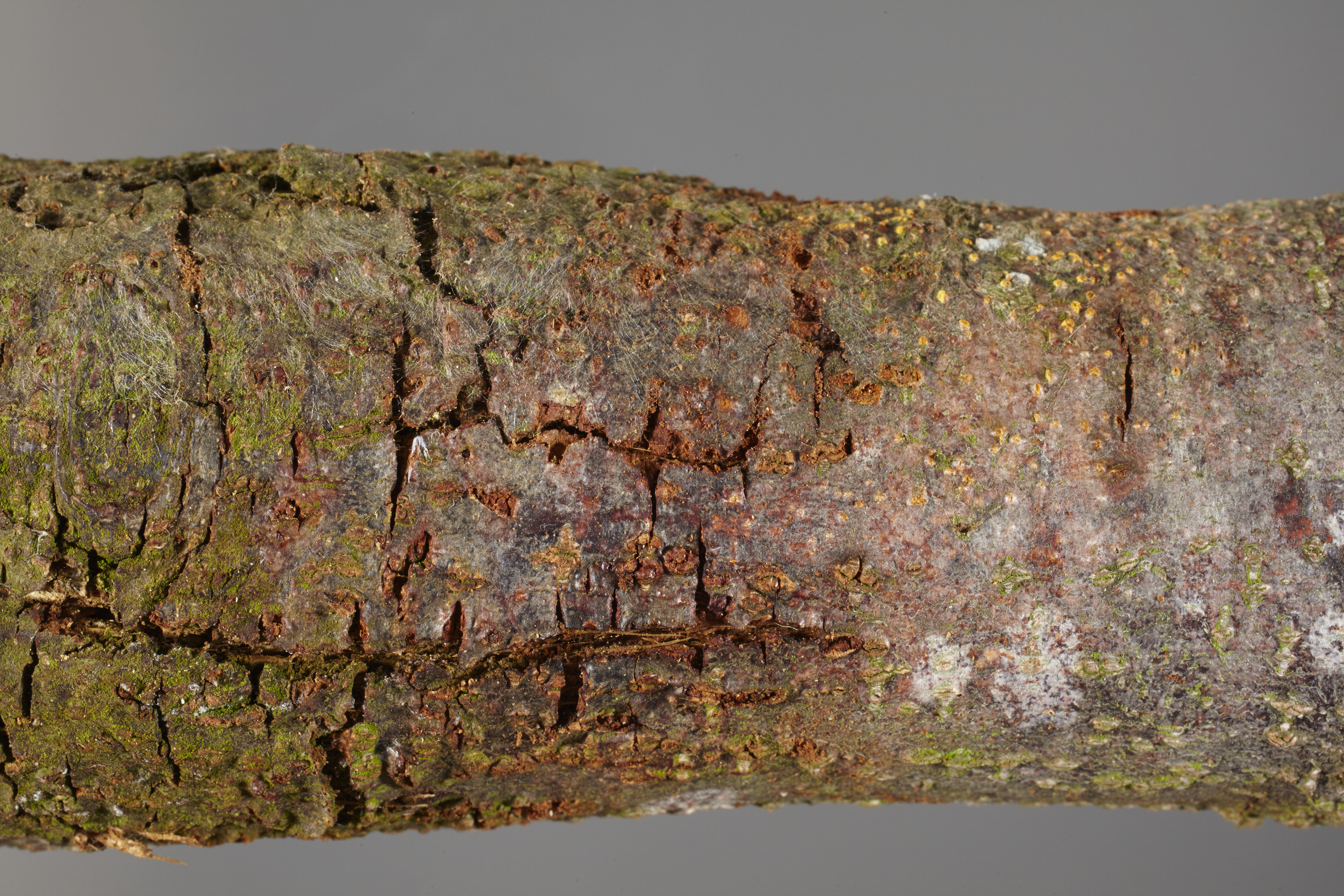 Sweet chestnut blight - Observatree