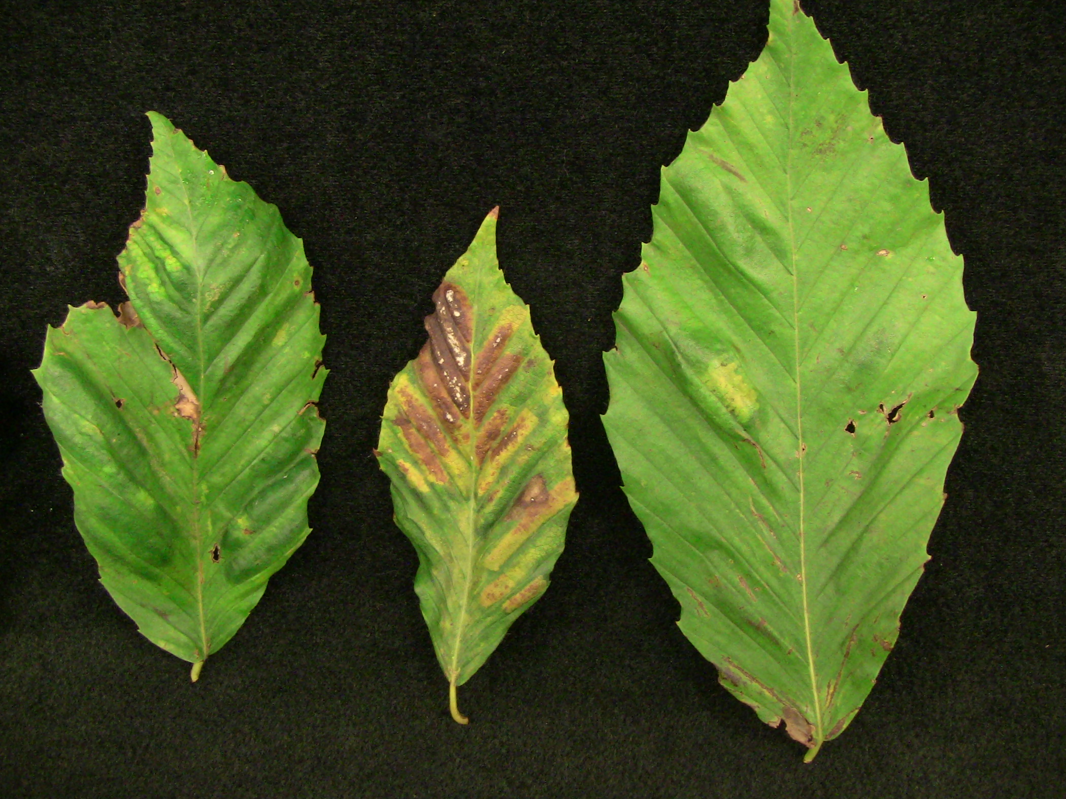Beech leaf disease - Observatree