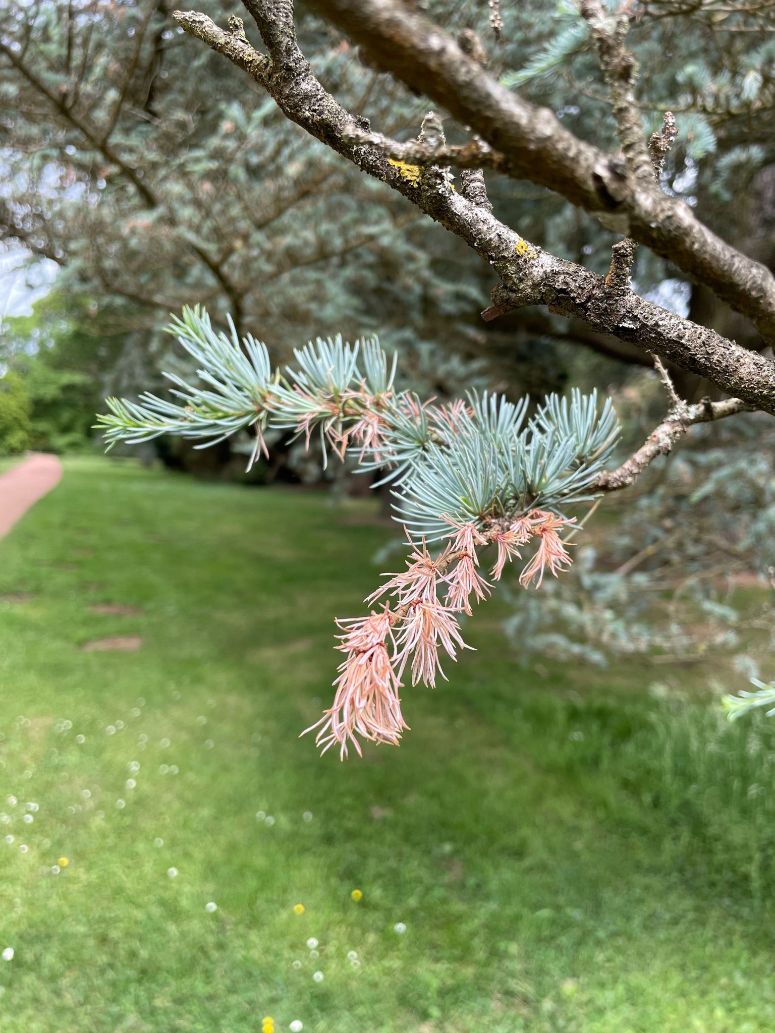 Sirococcus tsugae - Observatree