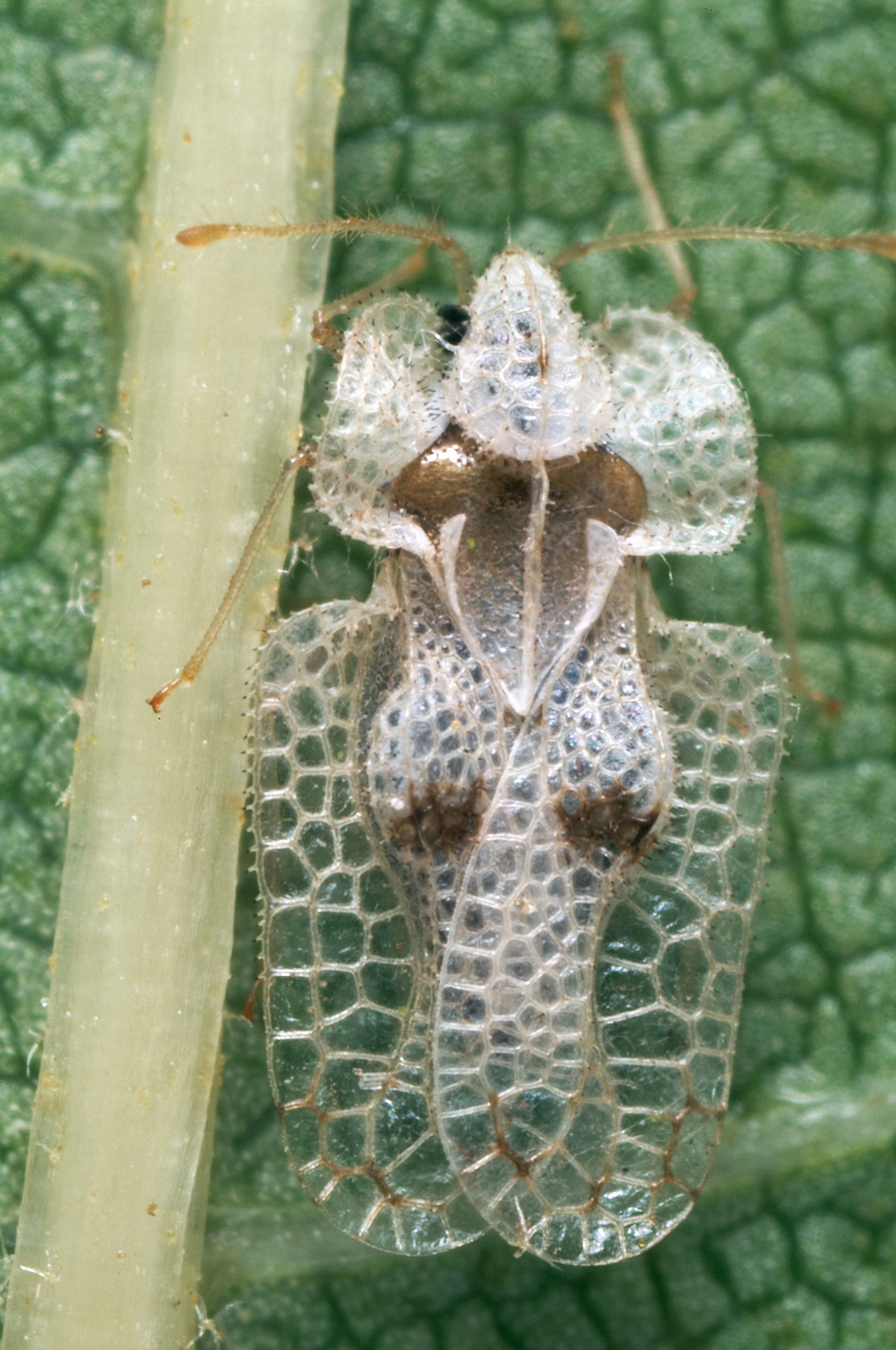 Host of the month - Plane - Observatree