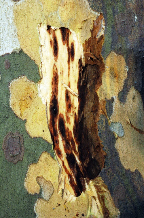 Host of the month - Plane - Observatree