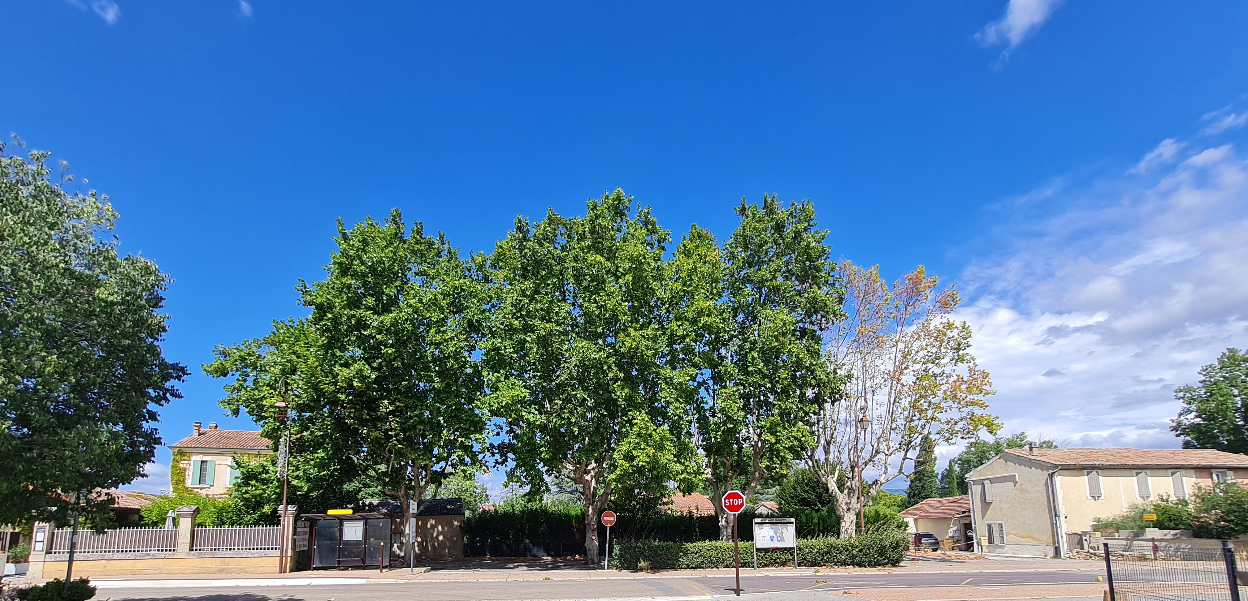 Canker Stain of Plane - Observatree