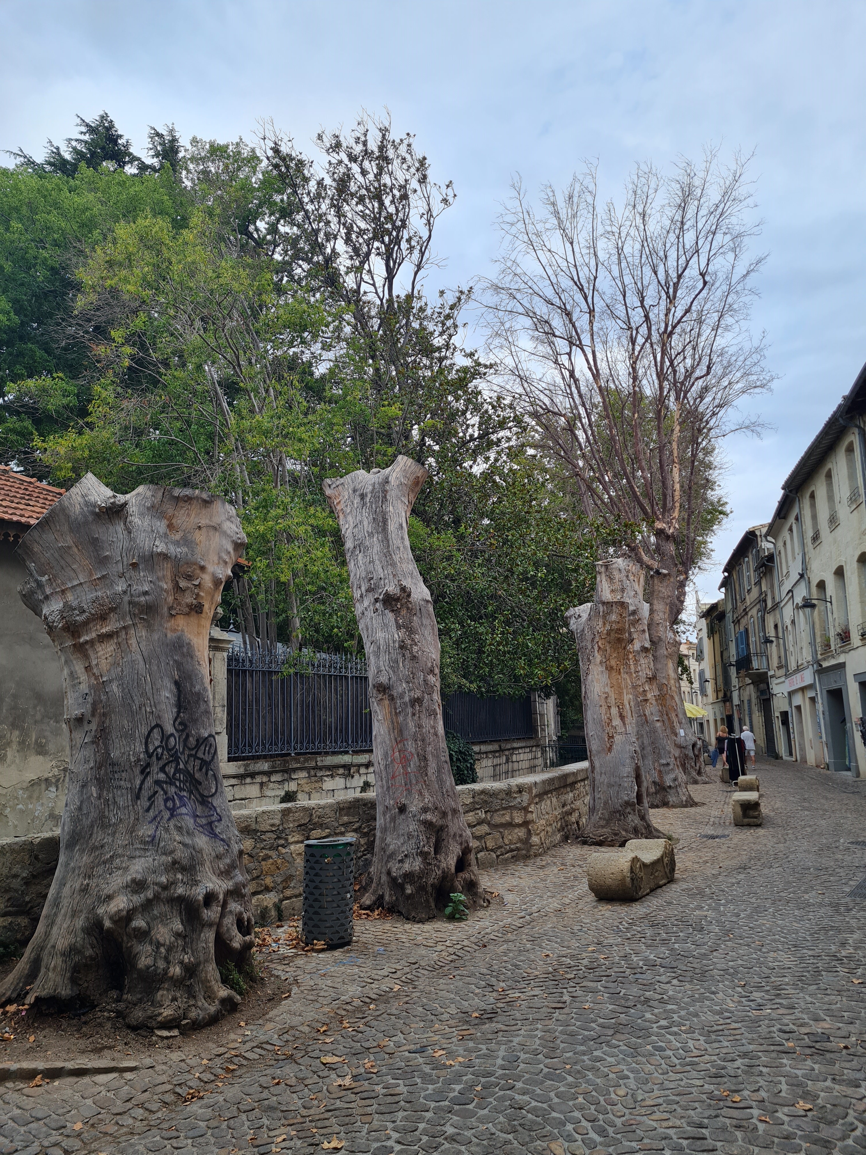 Canker Stain of Plane - Observatree